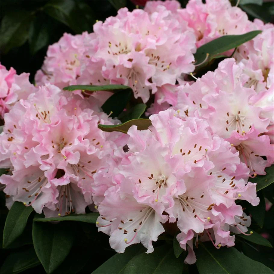 White Rhododendrons — Sunnyside Nursery