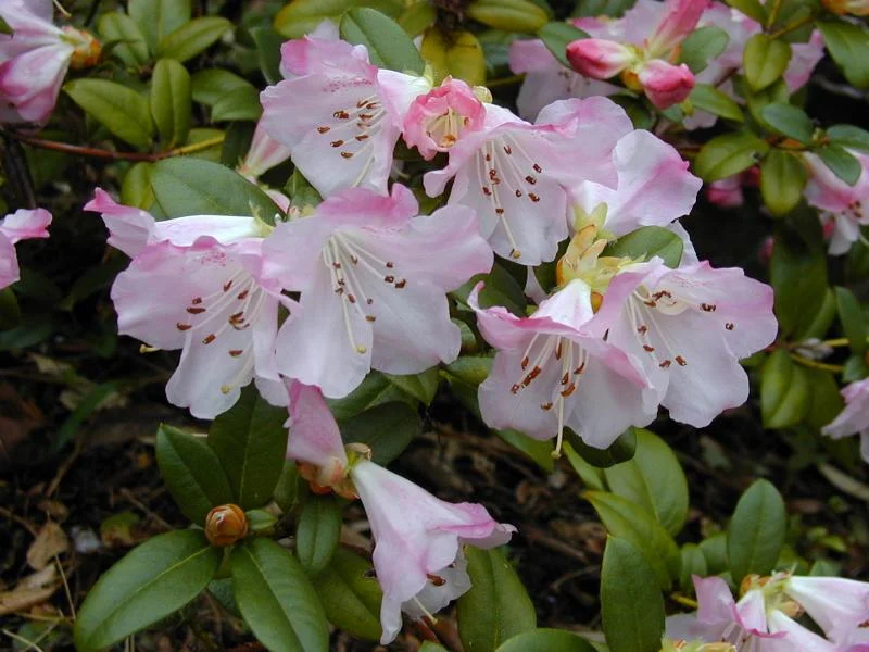 White Rhododendrons — Sunnyside Nursery