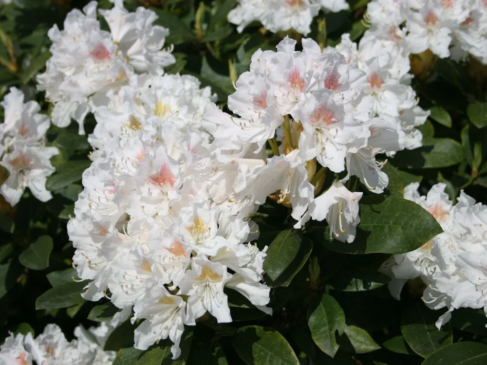 White Rhododendrons — Sunnyside Nursery