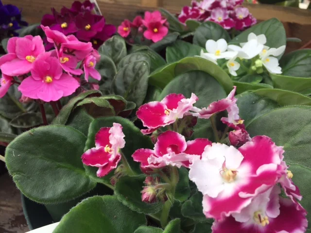 Medium Light Houseplants — Sunnyside Nursery