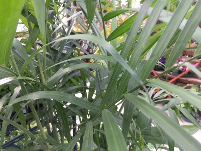 Medium Light Houseplants — Sunnyside Nursery