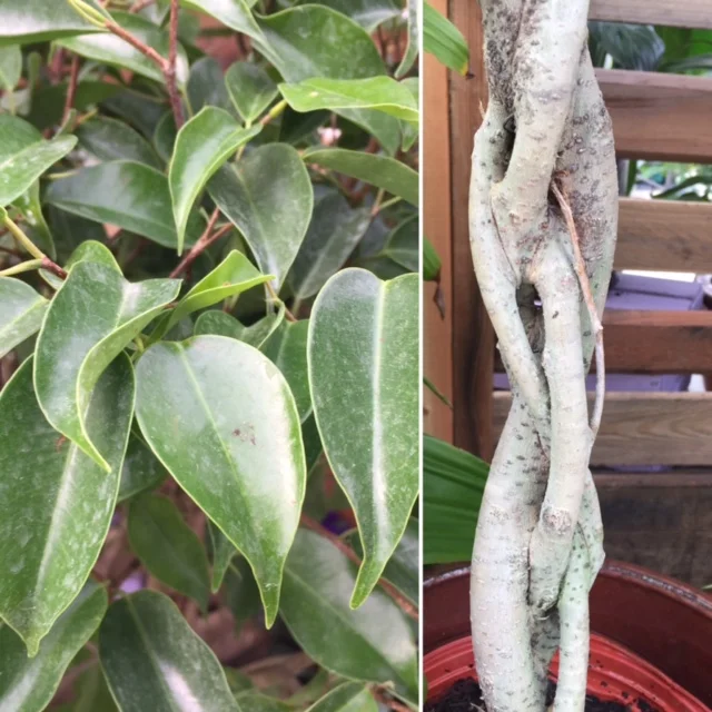 Medium Light Houseplants — Sunnyside Nursery