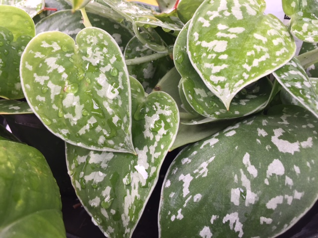 Medium Light Houseplants — Sunnyside Nursery