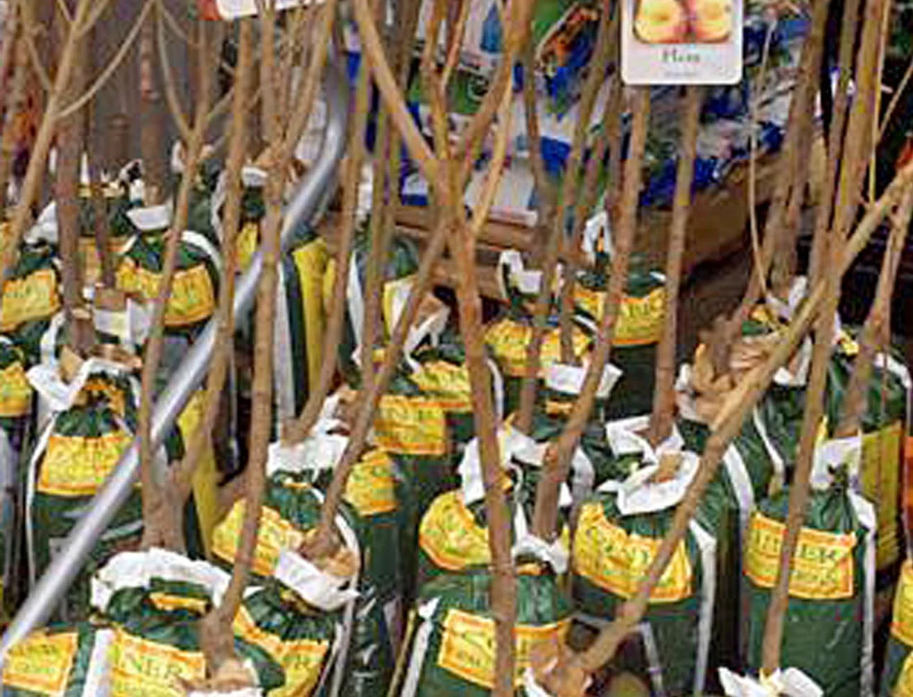 Fruit Tree Season Is Upon Us - Choose Wisely — Sunnyside Nursery