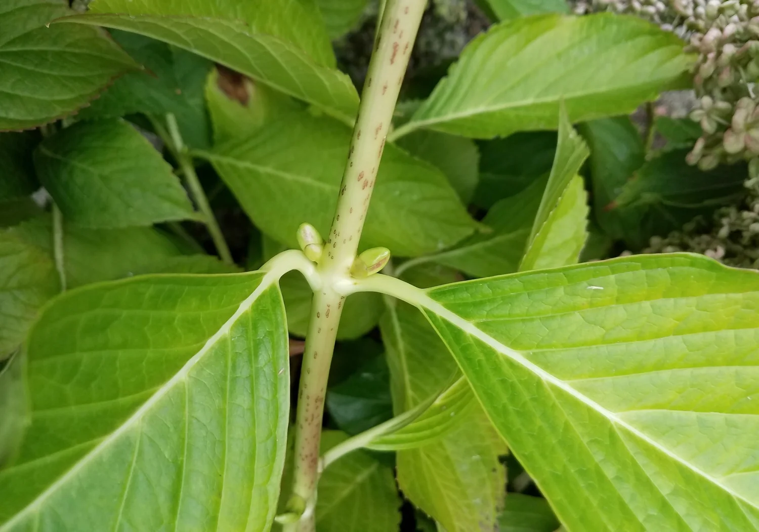 So, How Do I Prune My Hydrangea? — Sunnyside Nursery