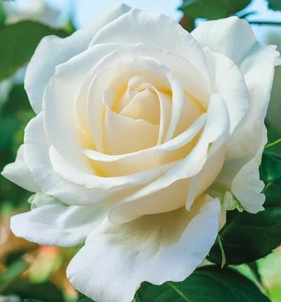 Floribunda Roses — Sunnyside Nursery