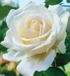 Floribunda Roses — Sunnyside Nursery