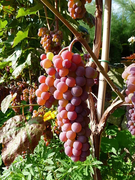 Grapes — Sunnyside Nursery