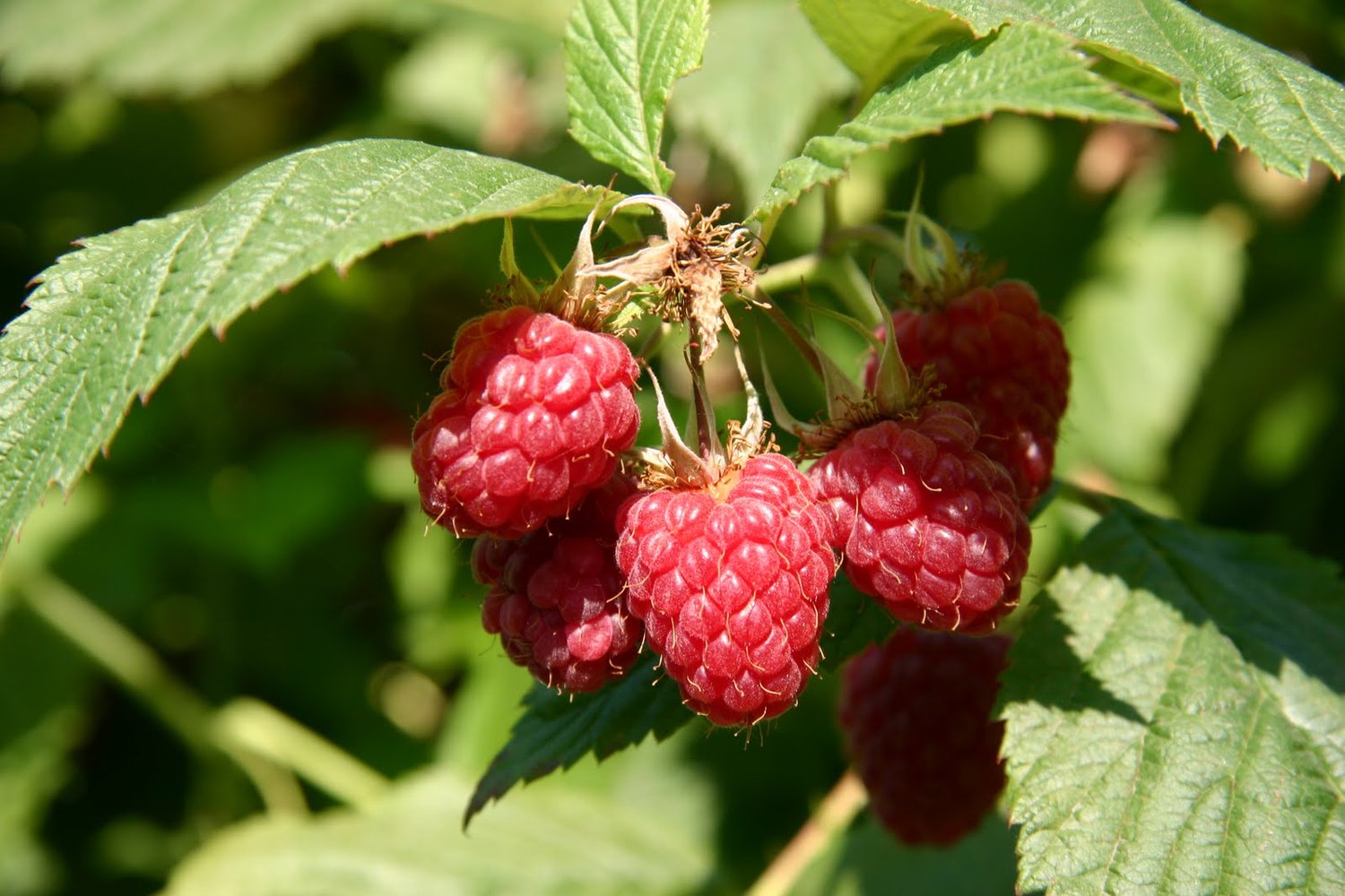 Raspberries — Sunnyside Nursery