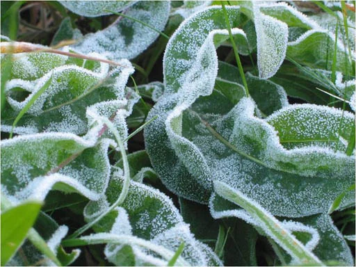 How Do Plants Survive Freezes? — Sunnyside Nursery