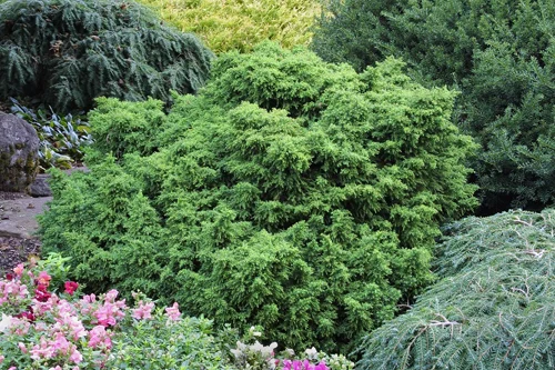 Cryptomeria — Sunnyside Nursery
