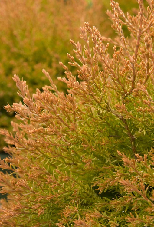 Thuja — Sunnyside Nursery