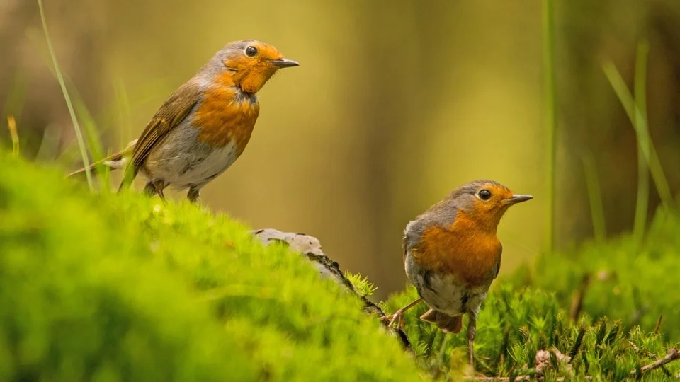The Robins Are Here — Sunnyside Nursery