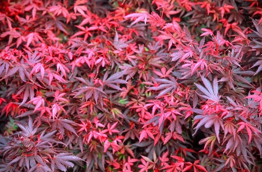 Japanese Maples — Sunnyside Nursery