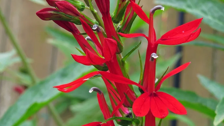Perennial Lobelias Will Bring In The Hummers — Sunnyside Nursery