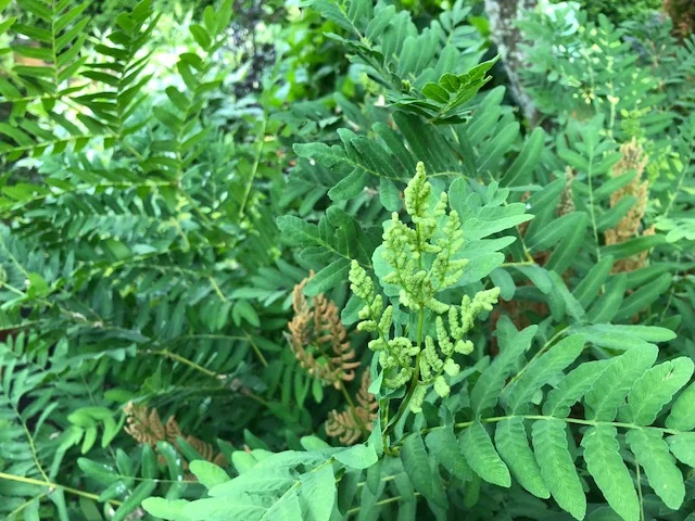 Plant A Fern & You Will Have A "Frond" For Life — Sunnyside Nursery