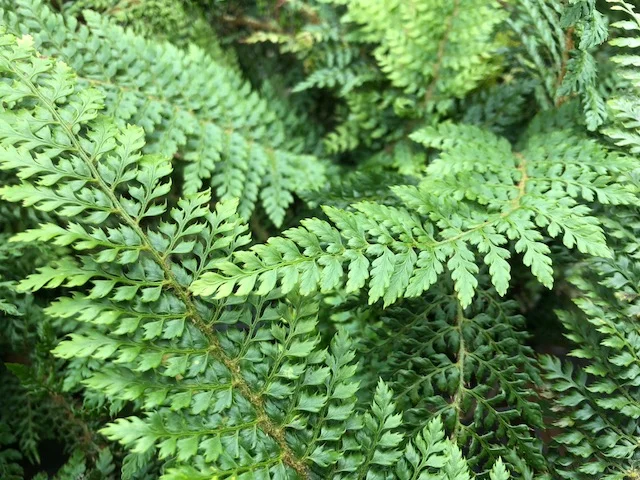 Plant A Fern & You Will Have A "Frond" For Life — Sunnyside Nursery