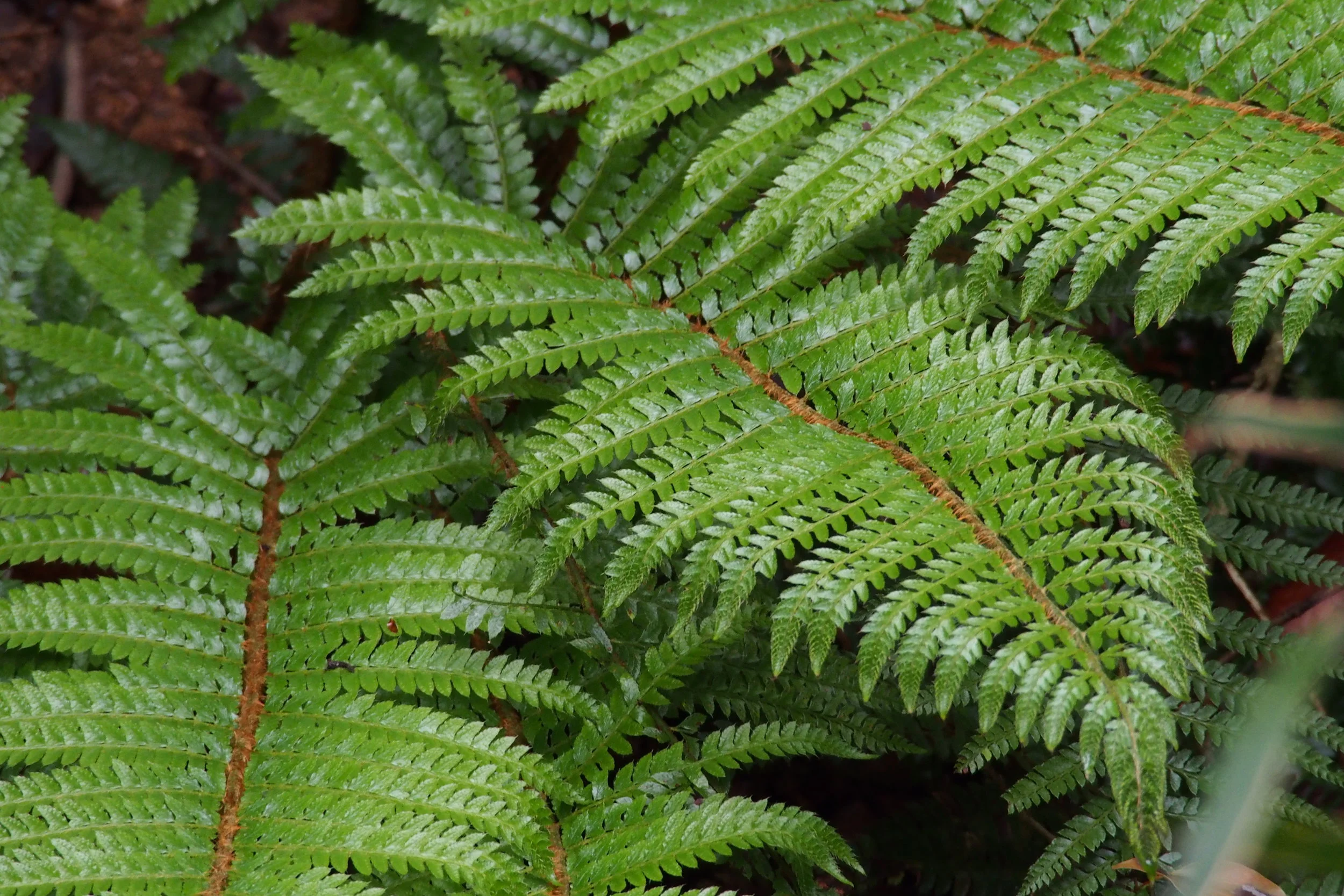 Plant A Fern & You Will Have A "Frond" For Life — Sunnyside Nursery