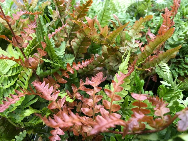 Plant A Fern & You Will Have A "Frond" For Life — Sunnyside Nursery
