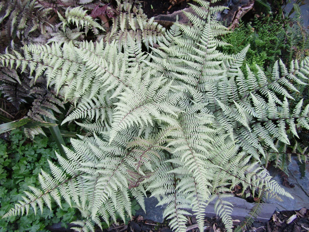Plant A Fern & You Will Have A "Frond" For Life — Sunnyside Nursery