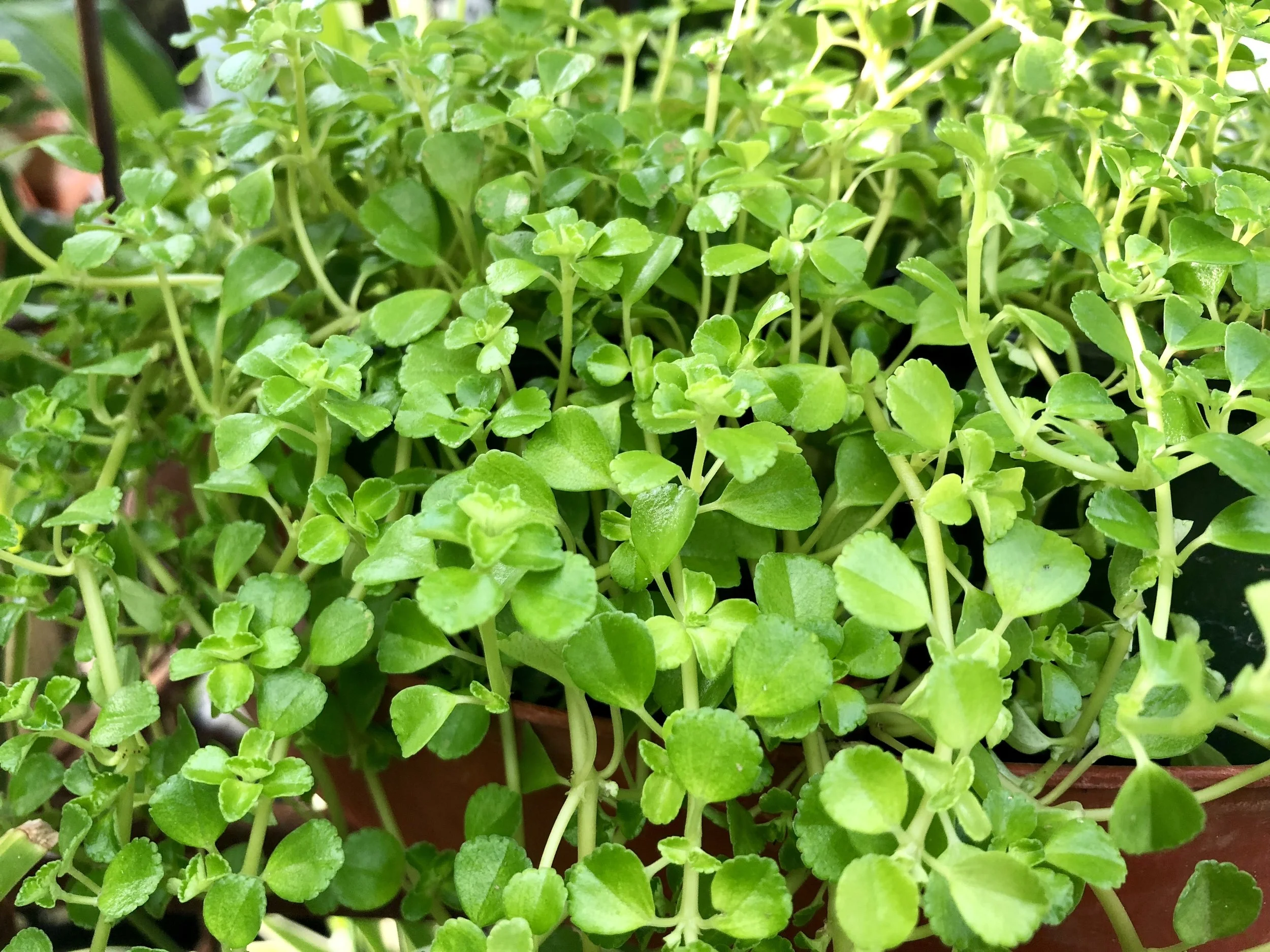 My Favorite Houseplants — Sunnyside Nursery