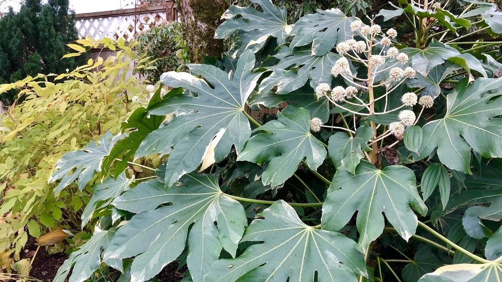 Fantastic Fatsias — Sunnyside Nursery