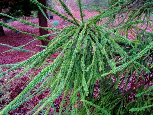 Cryptomeria — Sunnyside Nursery