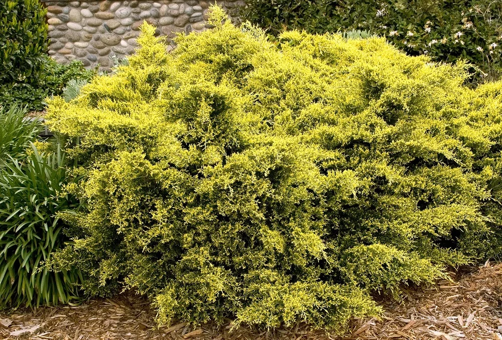 Juniperus — Sunnyside Nursery