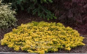 Juniperus — Sunnyside Nursery