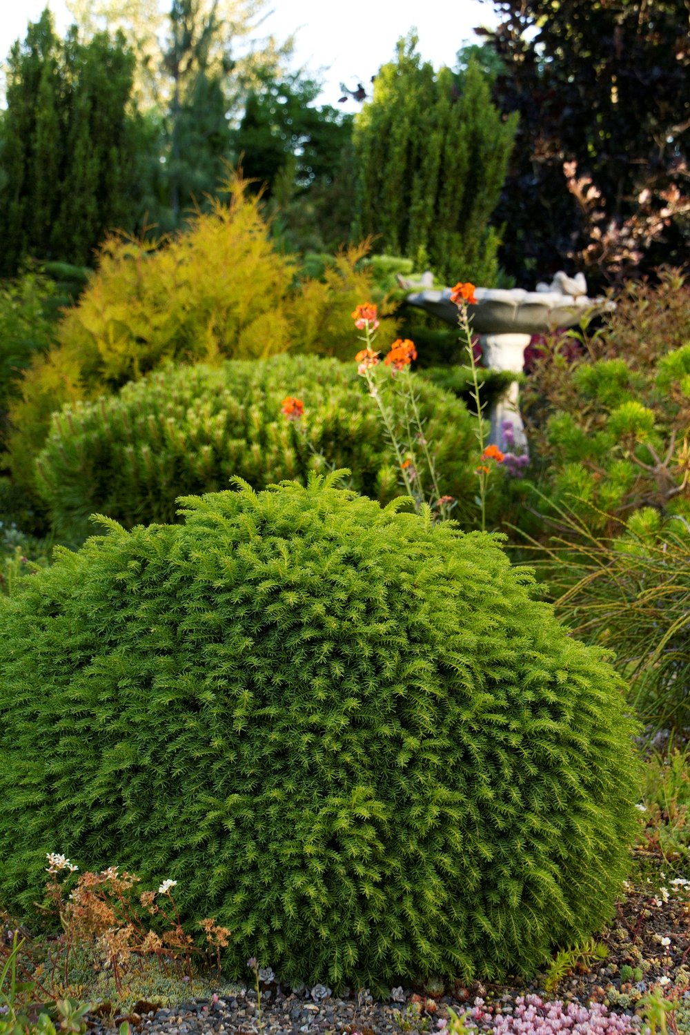 Picea — Sunnyside Nursery