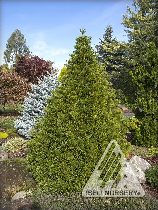 Sciadopitys — Sunnyside Nursery