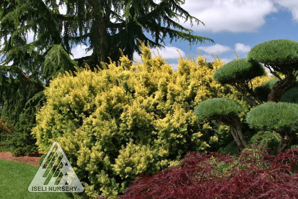 Taxus — Sunnyside Nursery