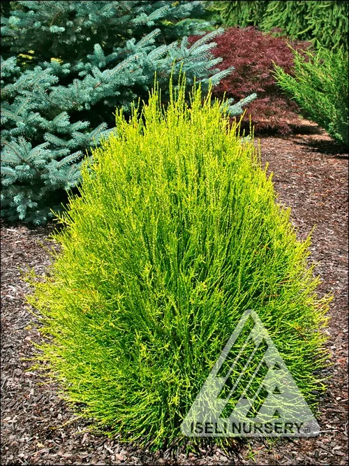 Thuja — Sunnyside Nursery