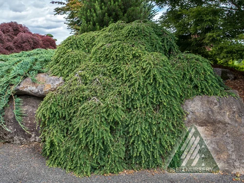 Tsuga — Sunnyside Nursery