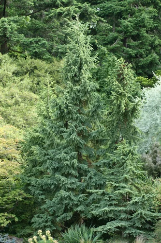 Tsuga — Sunnyside Nursery
