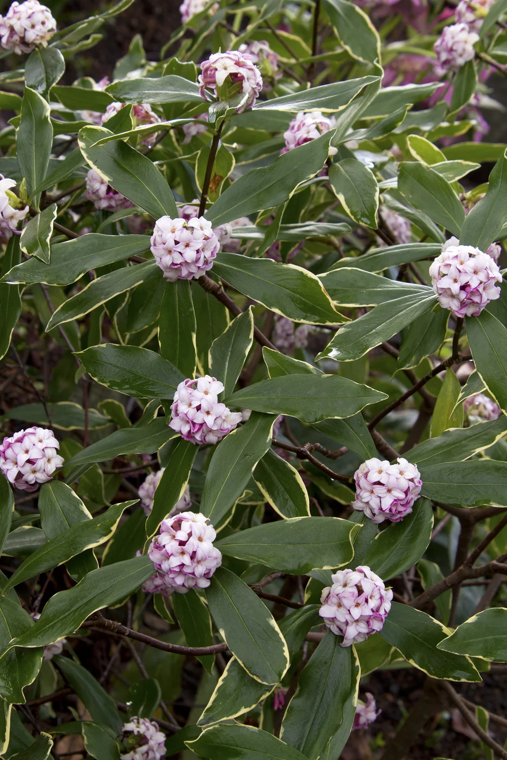 Winter Bloomers — Sunnyside Nursery