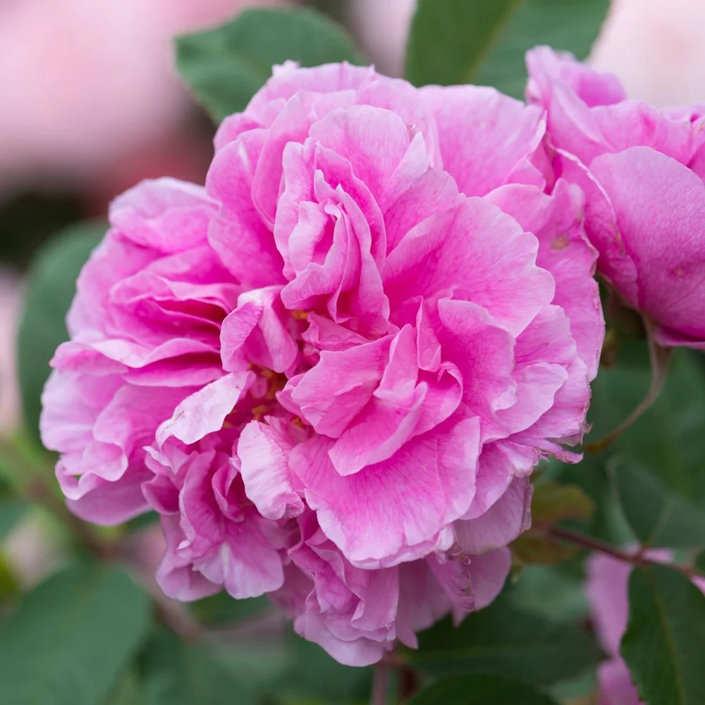 Rugosa Roses — Sunnyside Nursery