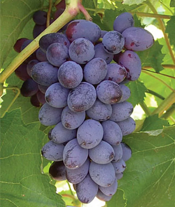 Grapes — Sunnyside Nursery