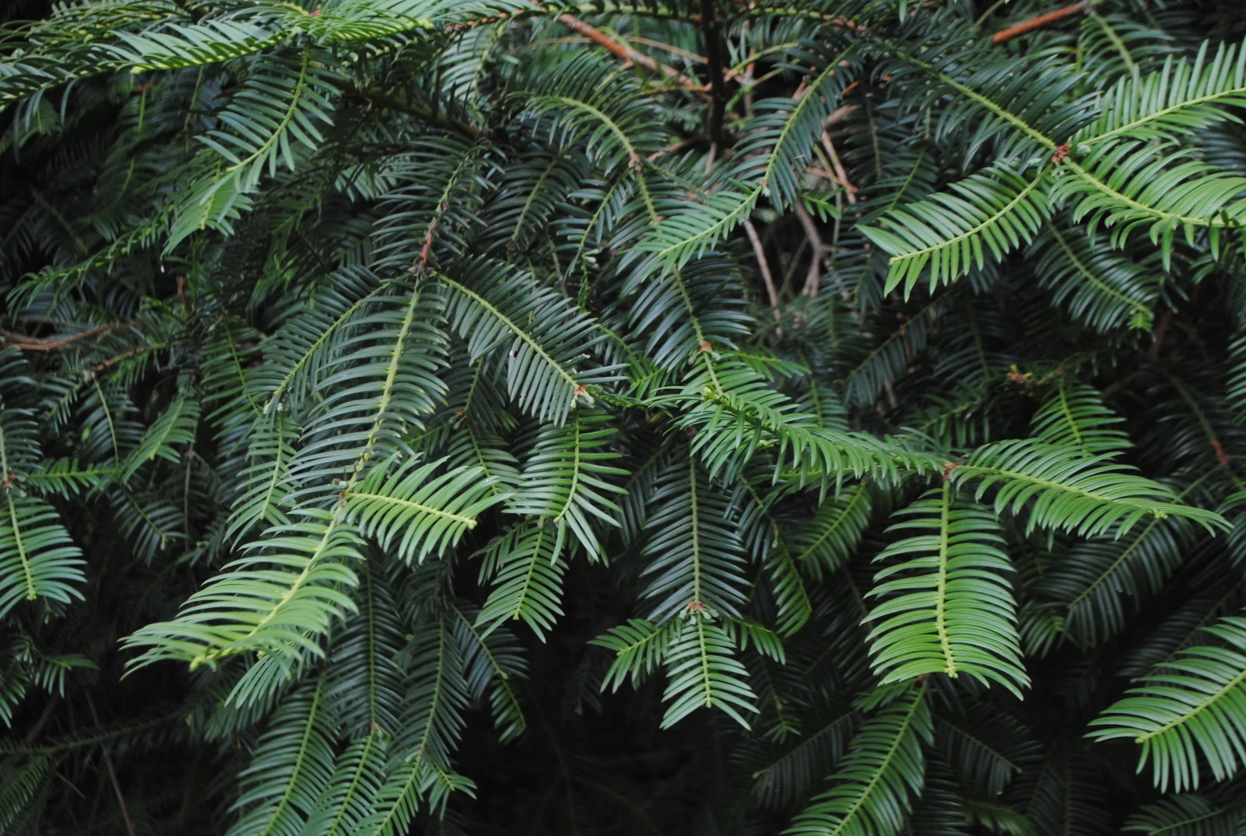 Cephalotaxus — Sunnyside Nursery