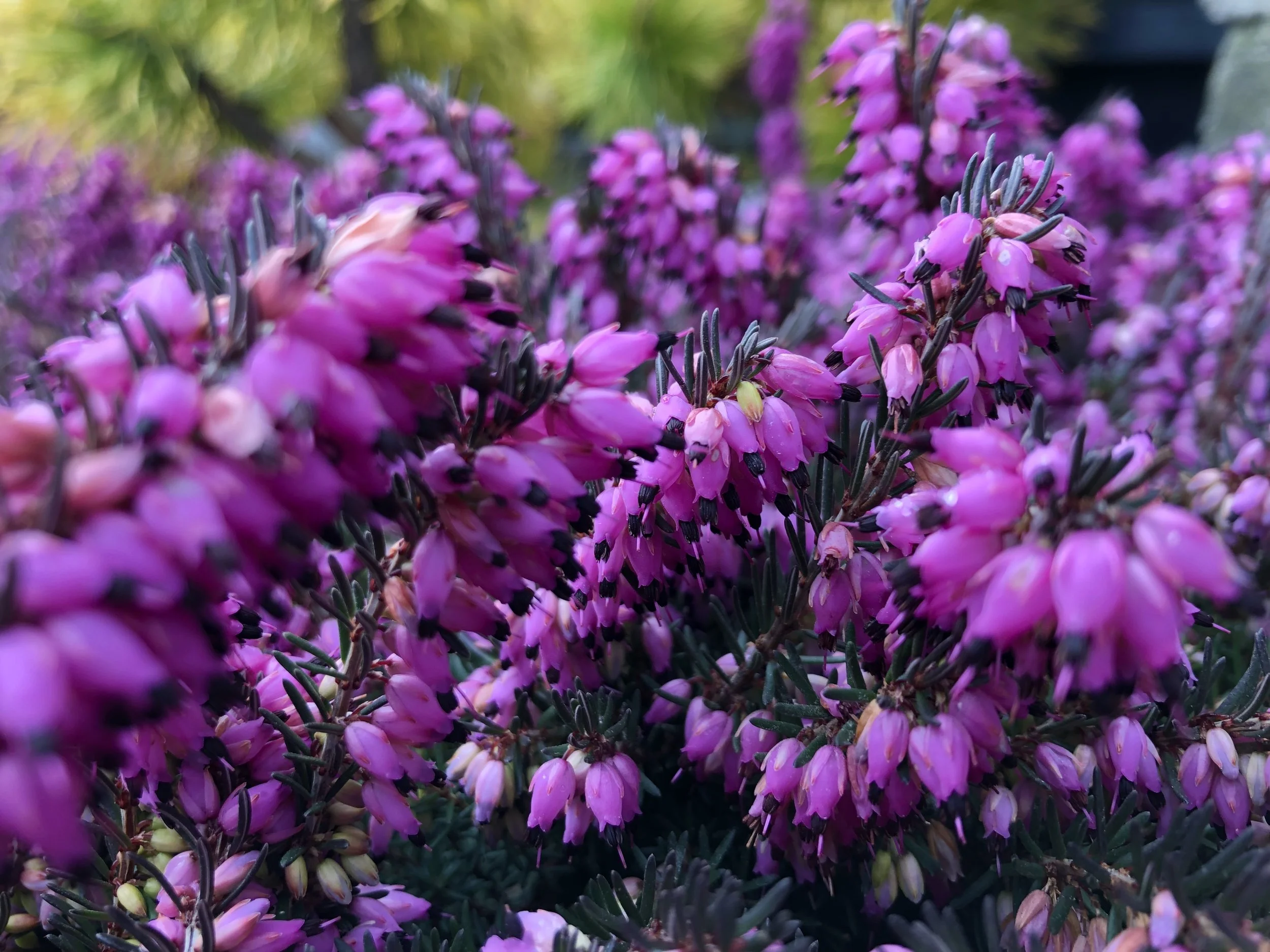 Winter Bloomers — Sunnyside Nursery