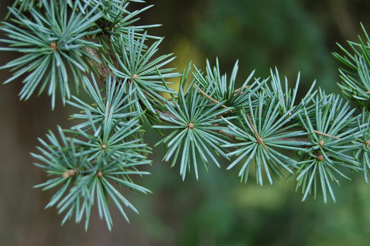 Conifers — Sunnyside Nursery