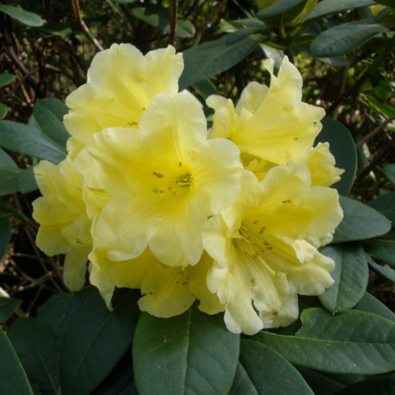 Rhododendrons — Sunnyside Nursery