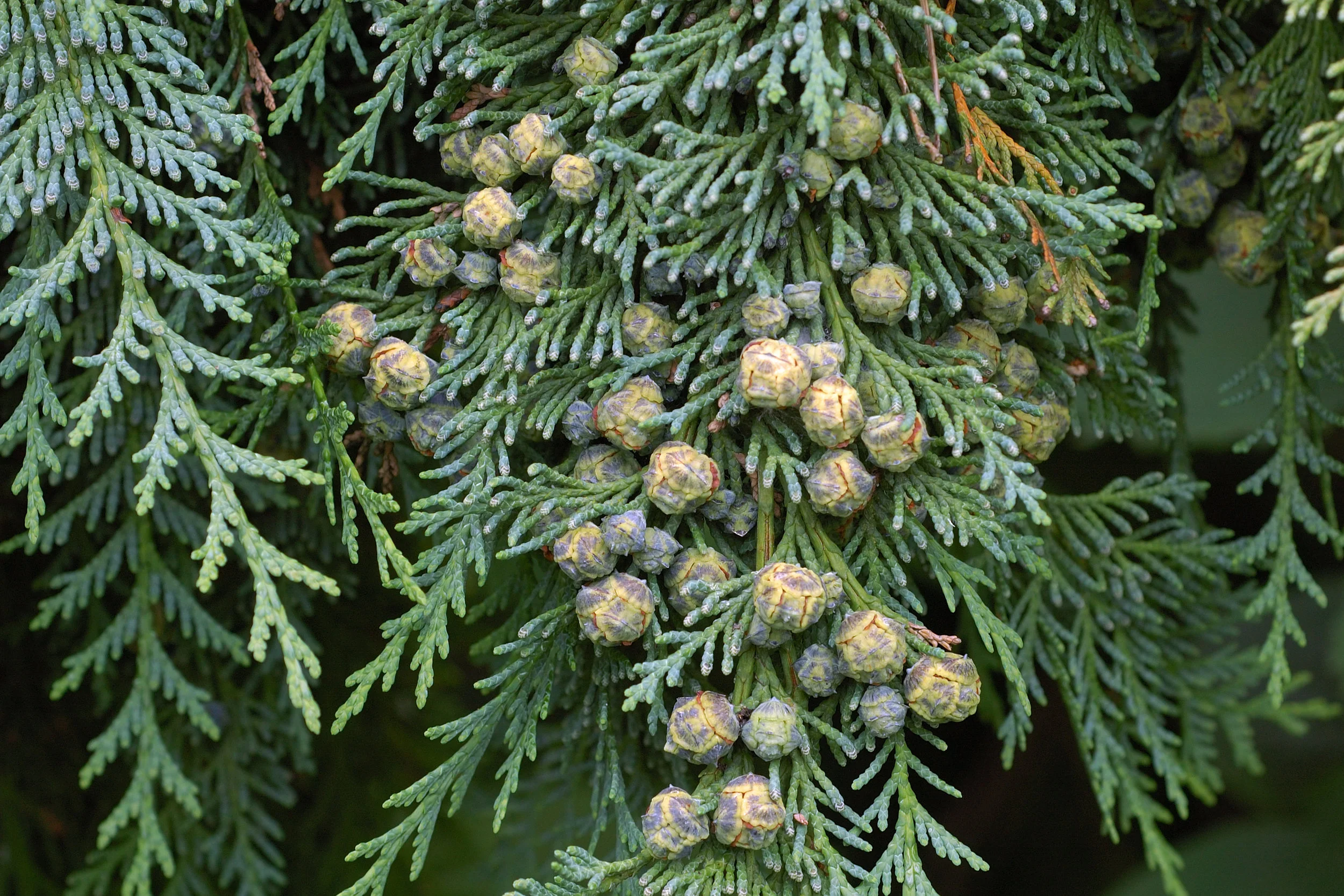 Conifers — Sunnyside Nursery
