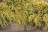 Juniperus — Sunnyside Nursery