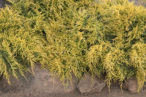 Juniperus — Sunnyside Nursery