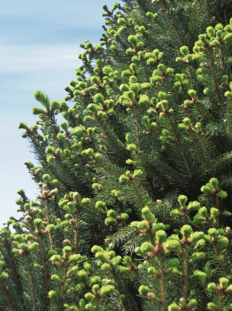 Picea — Sunnyside Nursery
