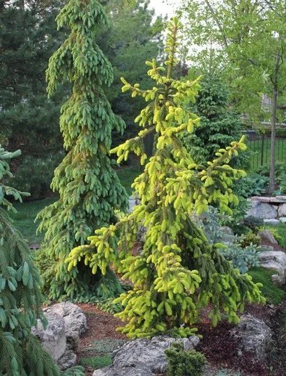 Picea — Sunnyside Nursery