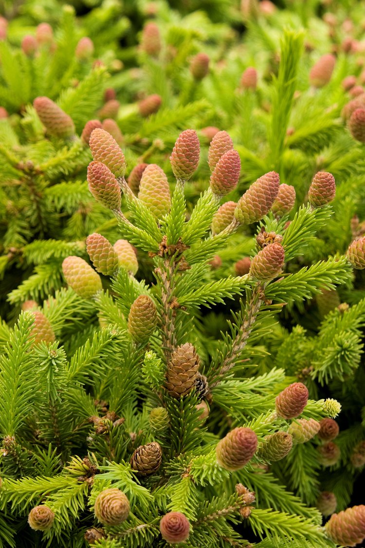 Picea — Sunnyside Nursery