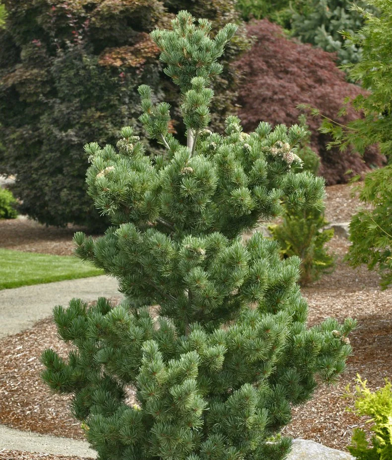 Pinus — Sunnyside Nursery
