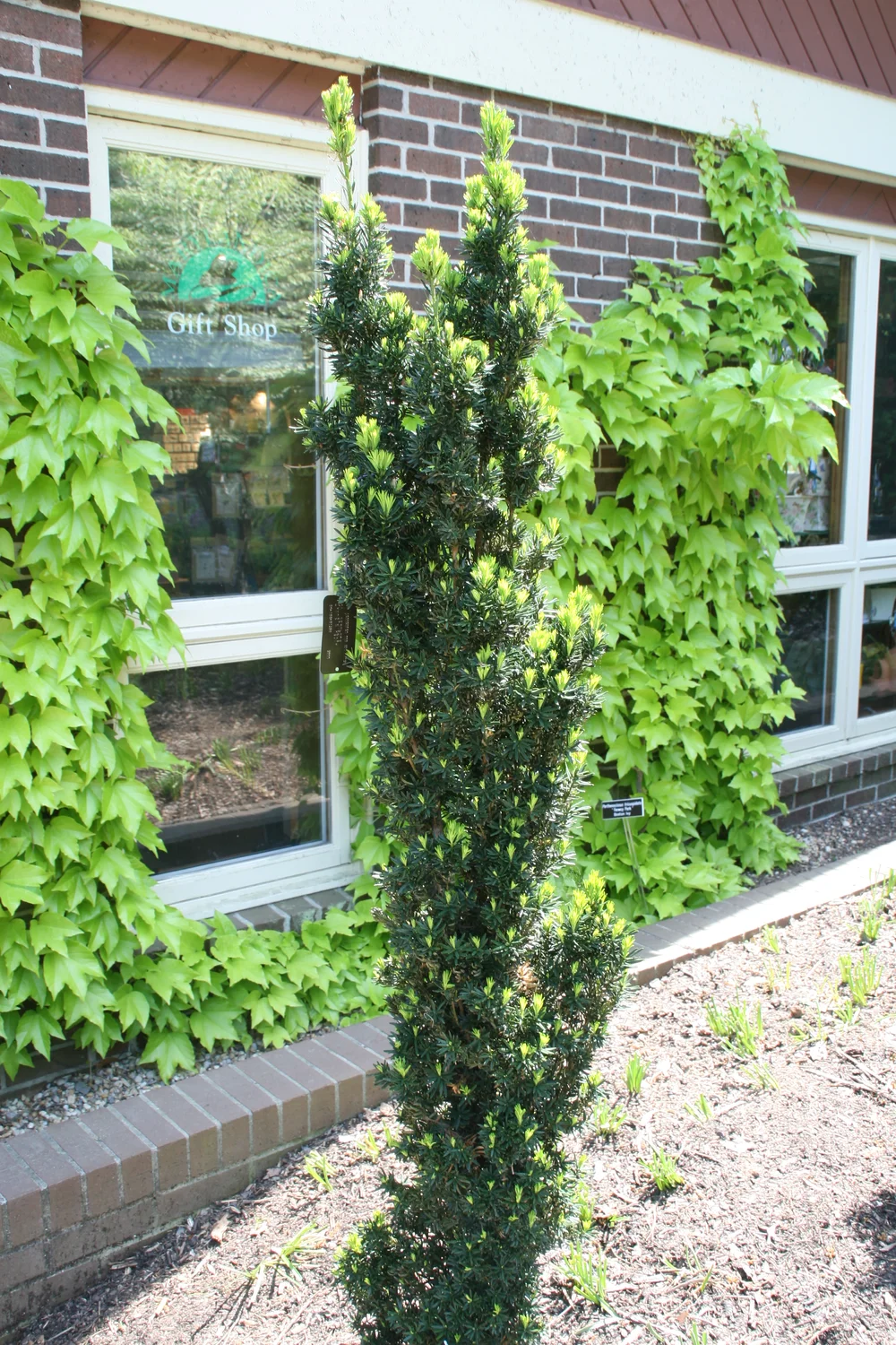 Taxus — Sunnyside Nursery